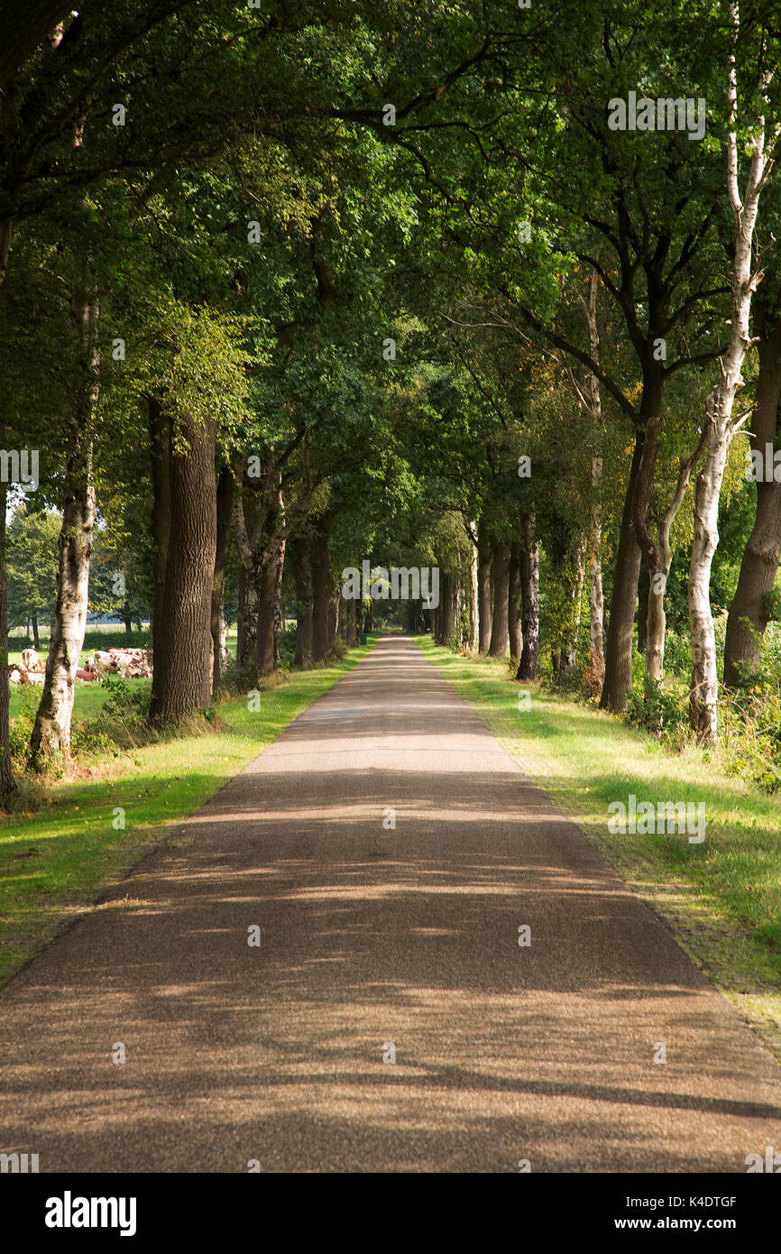 Lane with Oak trees (Quercus robur Stock Photo - Alamy