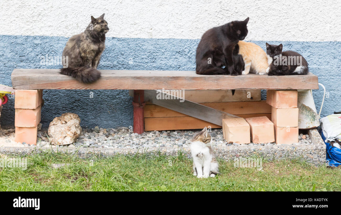 Cat family - cat and her many kittens Stock Photo - Alamy