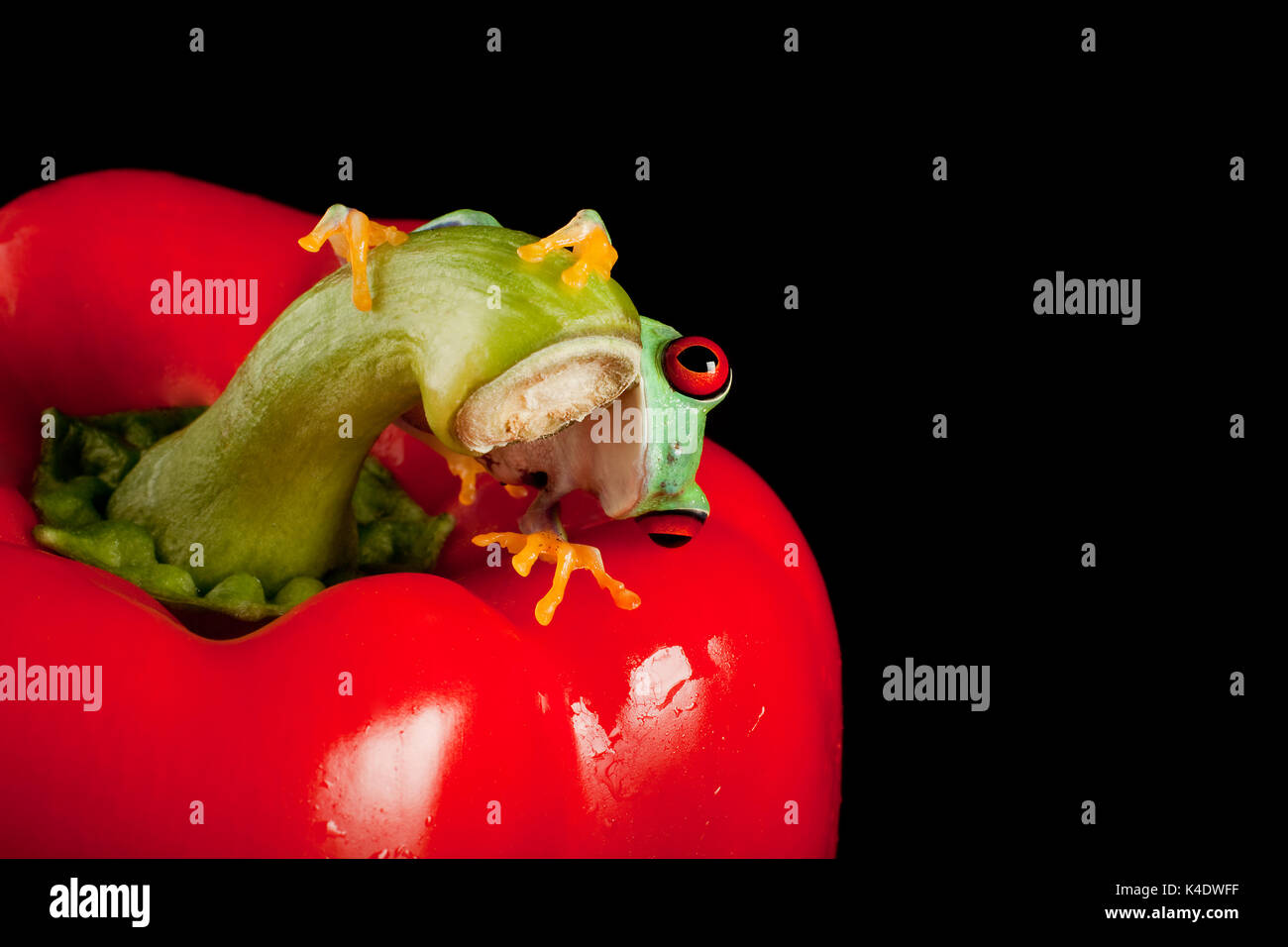 One inch red eyed tree frog on a red pepper Stock Photo - Alamy