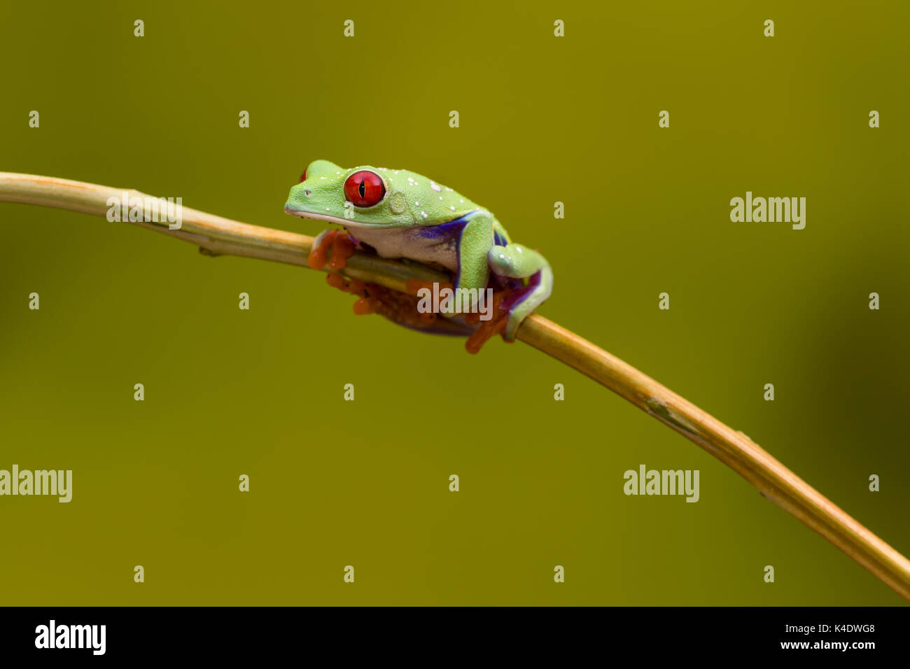Redeyed treefrog hi-res stock photography and images - Alamy