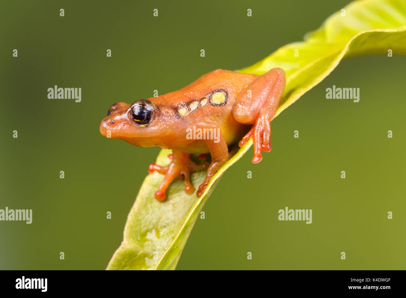 Bright orange golden sedge frog sitting on a green leaf Stock Photo - Alamy