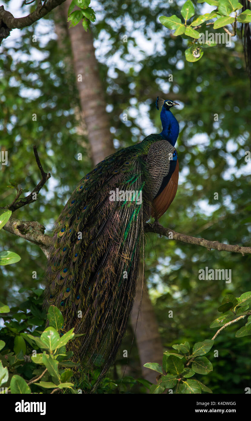 Indian peafowl tree hi-res stock photography and images - Alamy