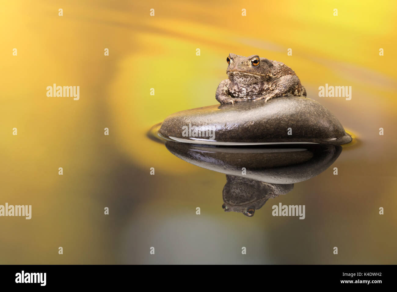 Large European Toad sitting on a pebble in a pond Stock Photo - Alamy
