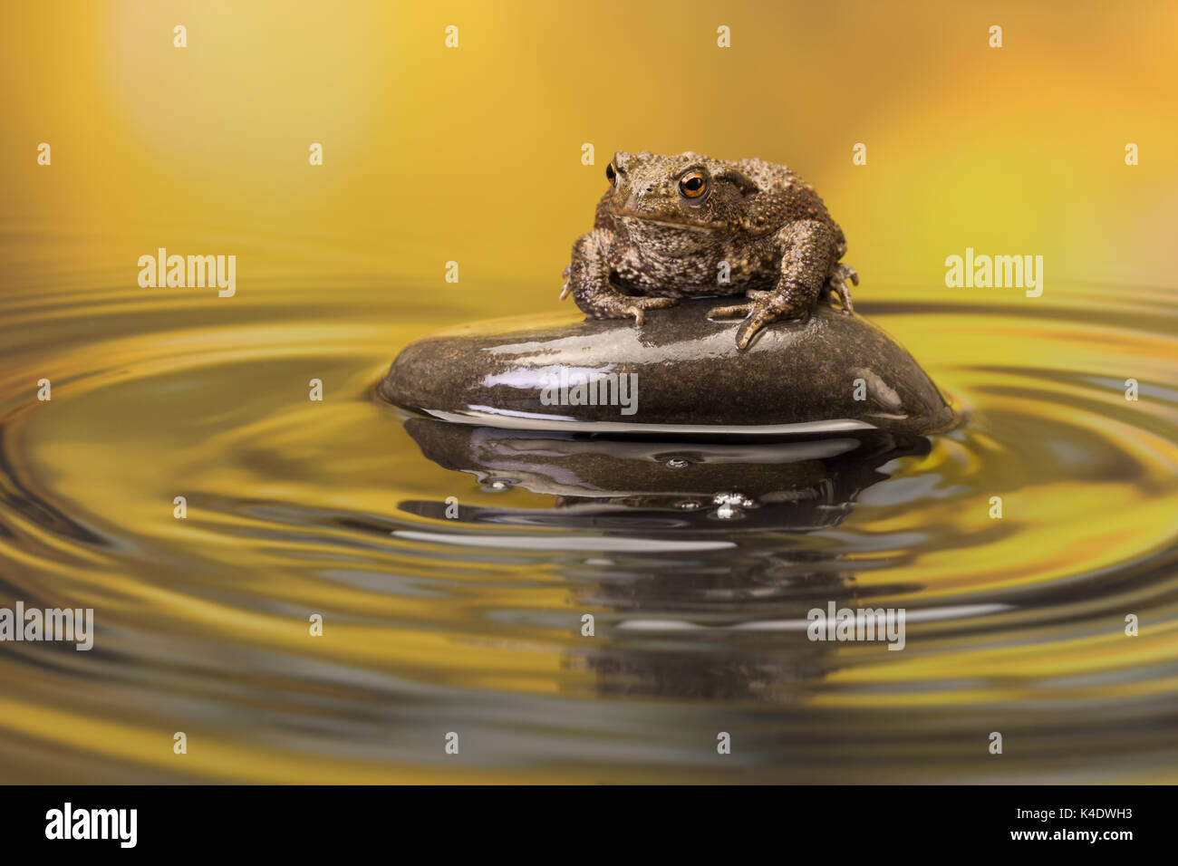 Pebble toad hi-res stock photography and images - Alamy