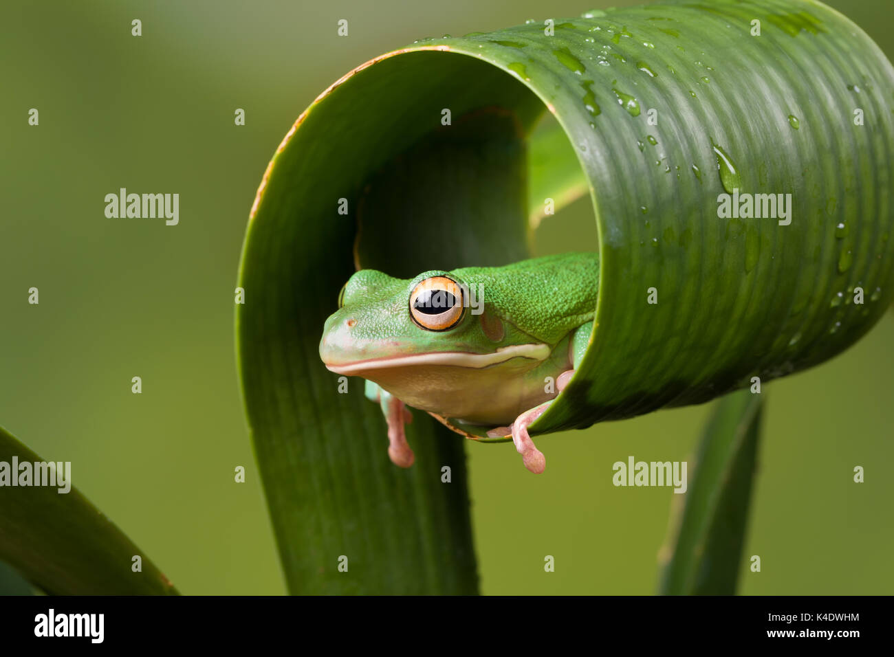 White Lipped tree frog peeking out of a curled leaf Stock Photo - Alamy