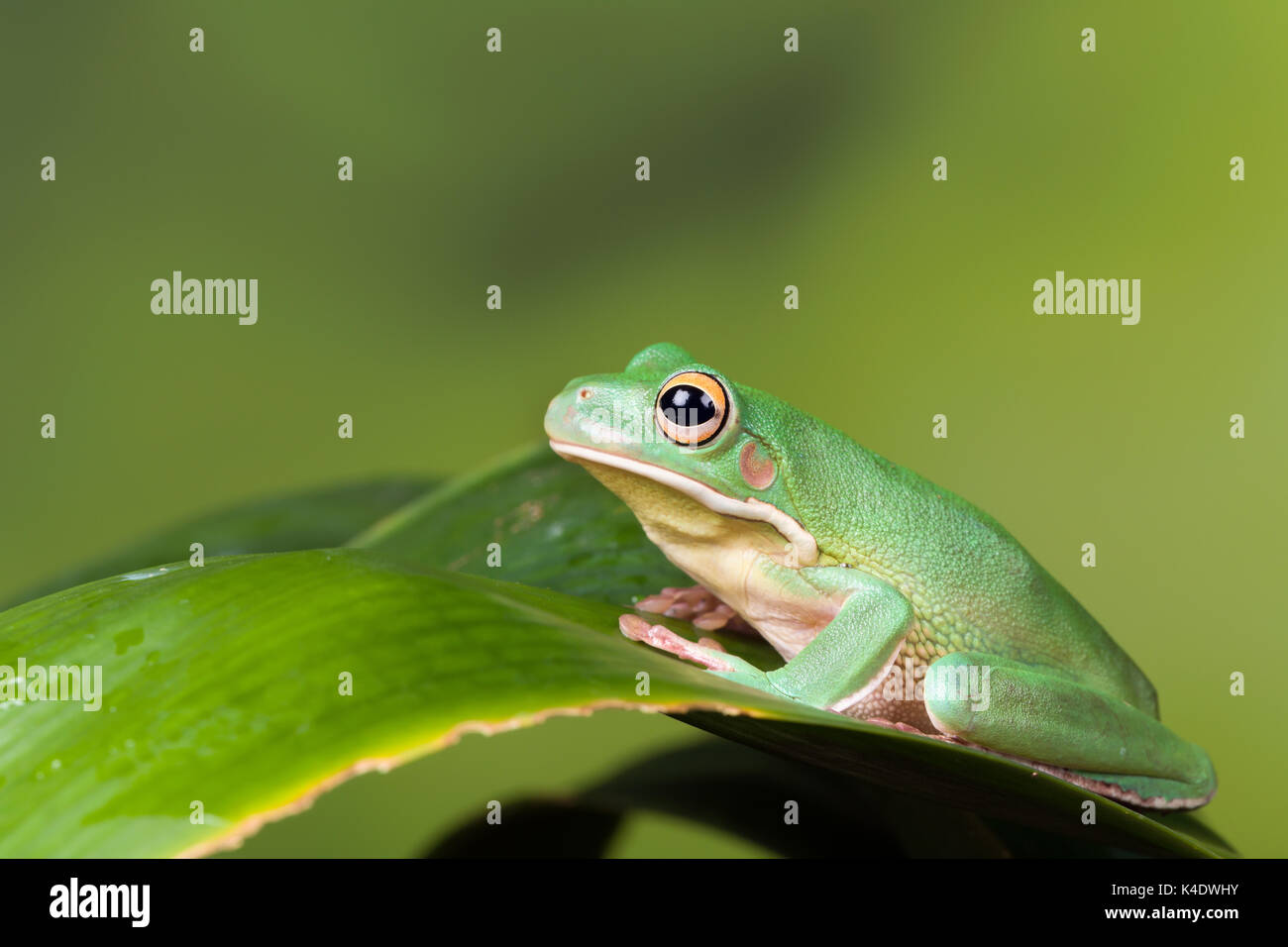 White Lipped tree frog peeking out of a curled leaf Stock Photo - Alamy