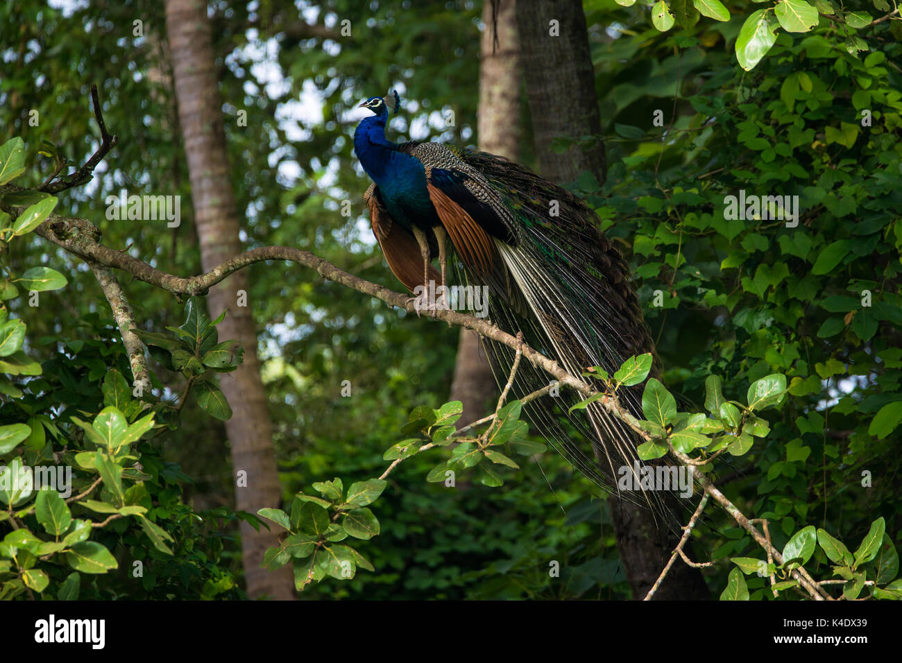 An Indian Peafowl Bird perched on a tree branch Stock Photo - Alamy
