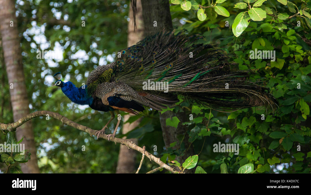 An Indian Peafowl bird about to display its long train of colors Stock ...