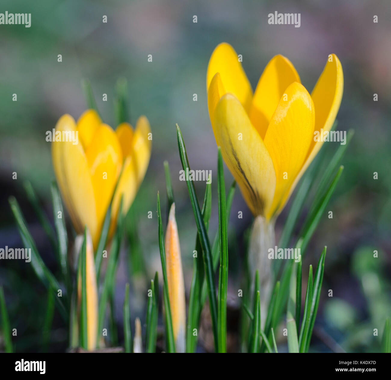 Two yellow spring crocuses, Harrogate, United Kingdom Stock Photo - Alamy