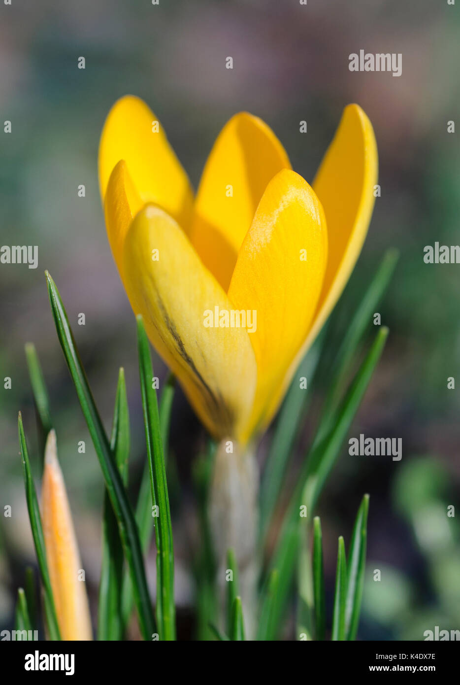 Single yellow spring crocus, Harrogate, United Kingdom Stock Photo - Alamy