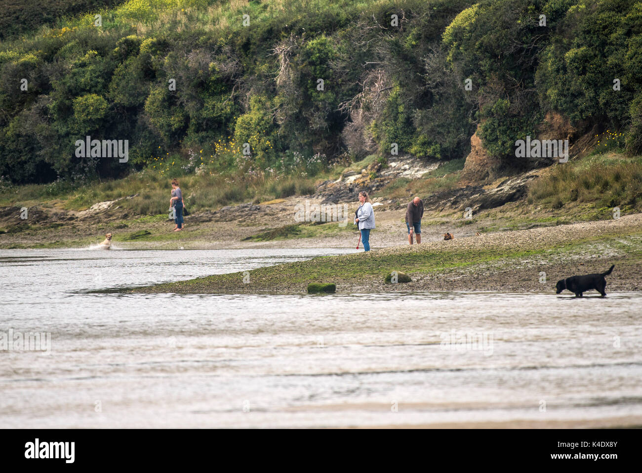 Gannel Estuary, Newquay, Cornwall - Dog walkers and their pets on the ...