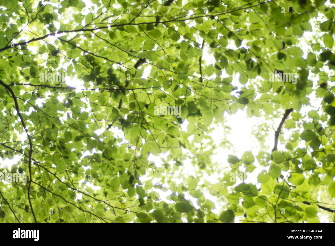 Section of green leaves, taken from below, with a soft focus Stock ...