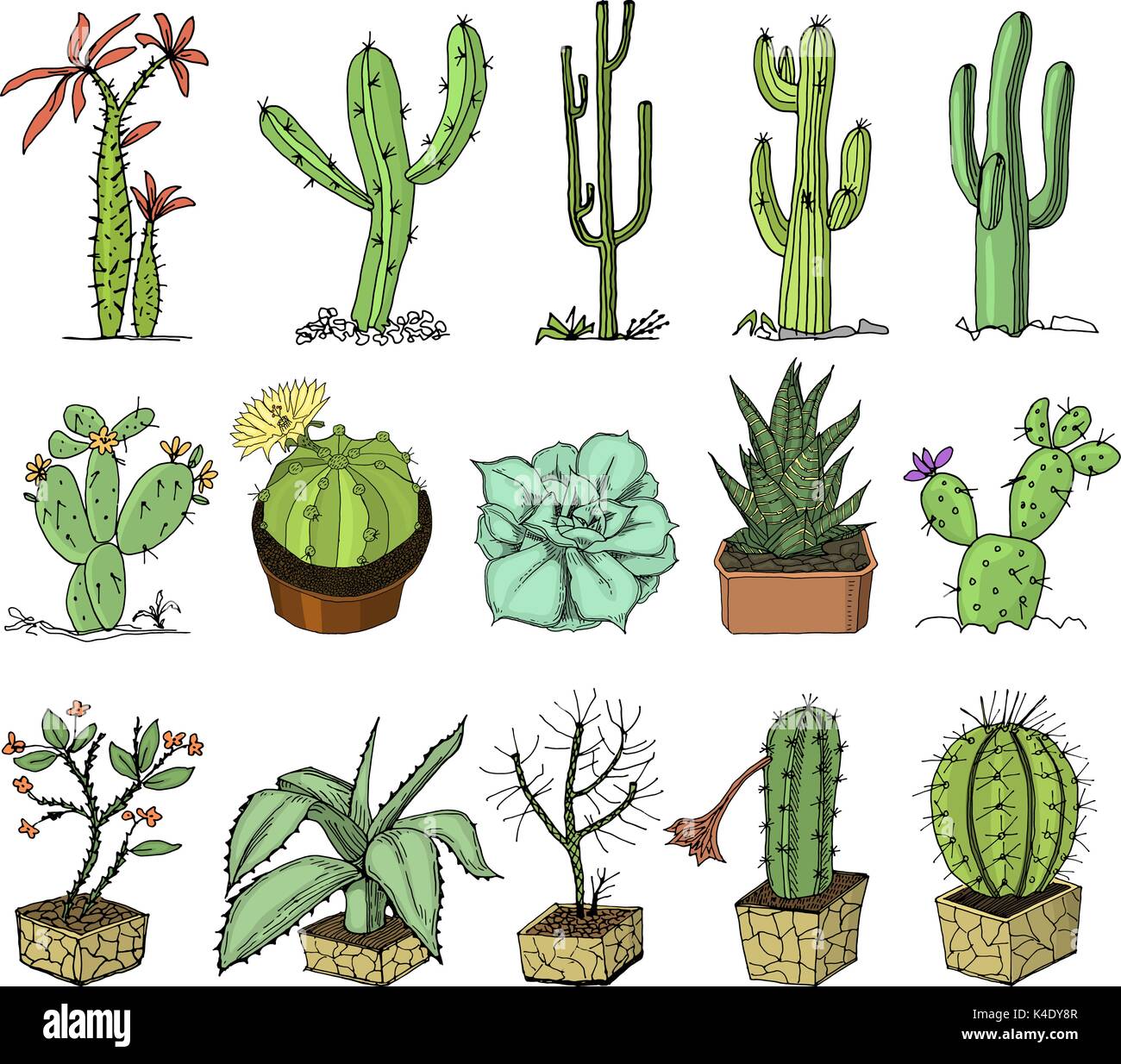 home cactus plants with prickles and nature elements in pots and with flowers. exotic or ...