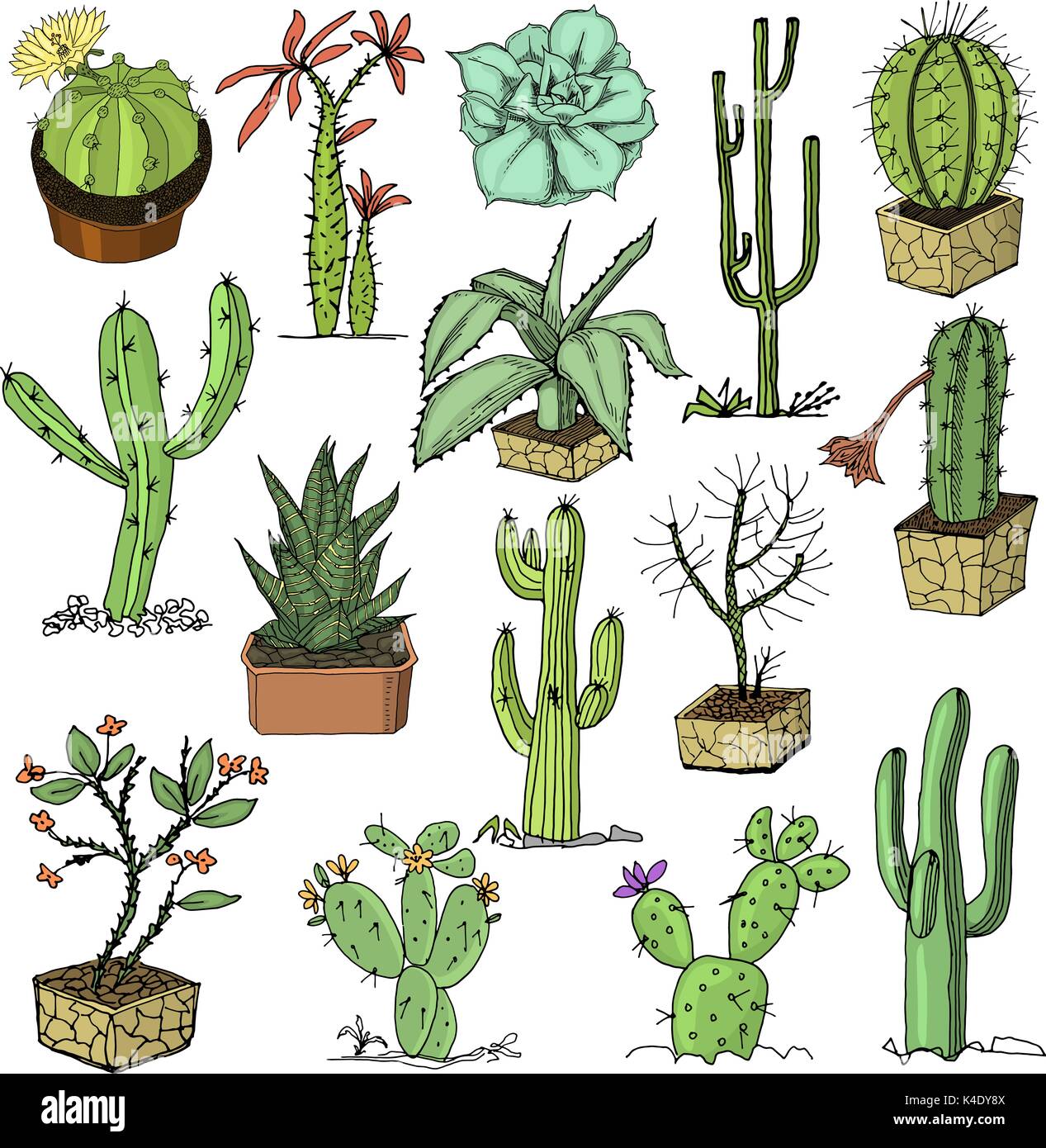 home cactus plants with prickles and nature elements in pots and with flowers. exotic or ...
