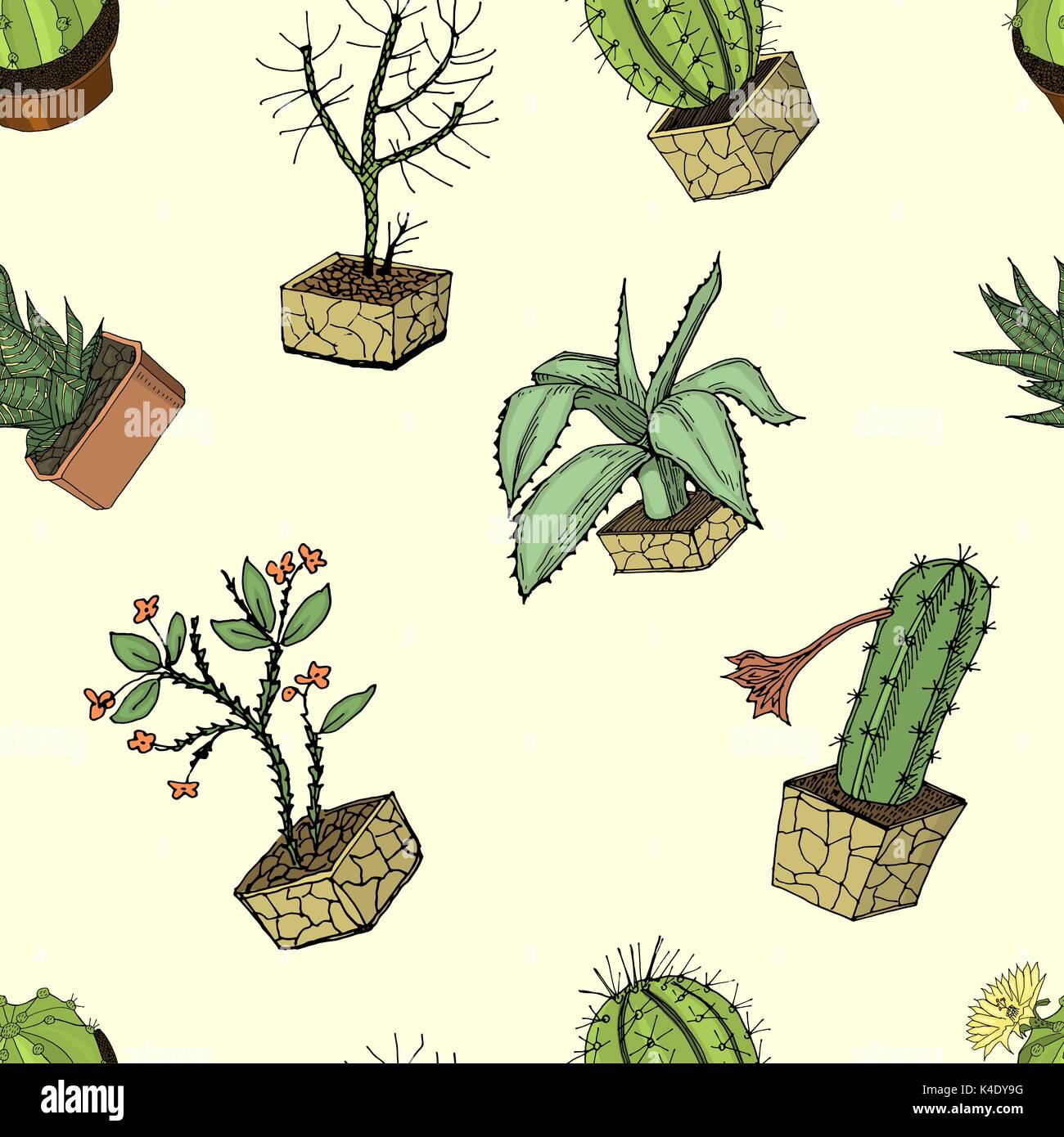 home cactus plants with prickles and nature elements in pots and flowers. exotic or tropical ...