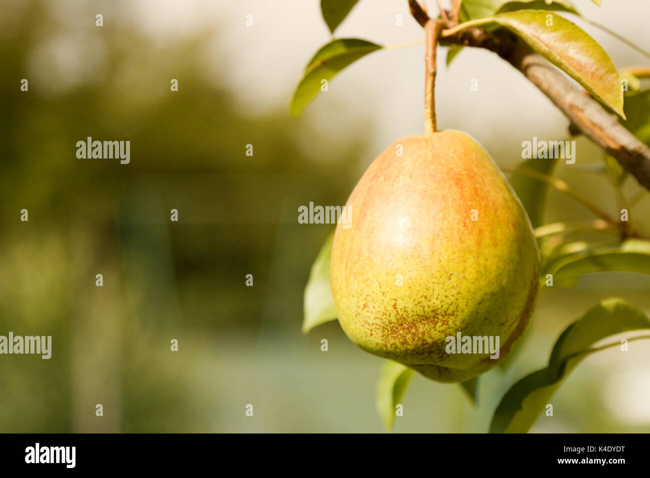 Pear fruit. Juicy organic fresh ripe food background. Green leaf on the ...