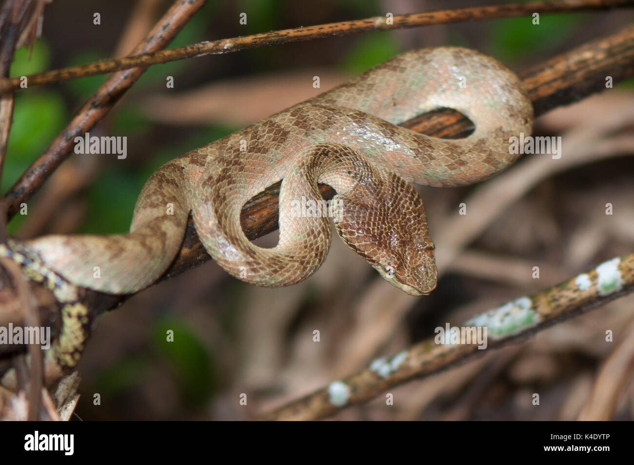 Churutta hi-res stock photography and images - Alamy