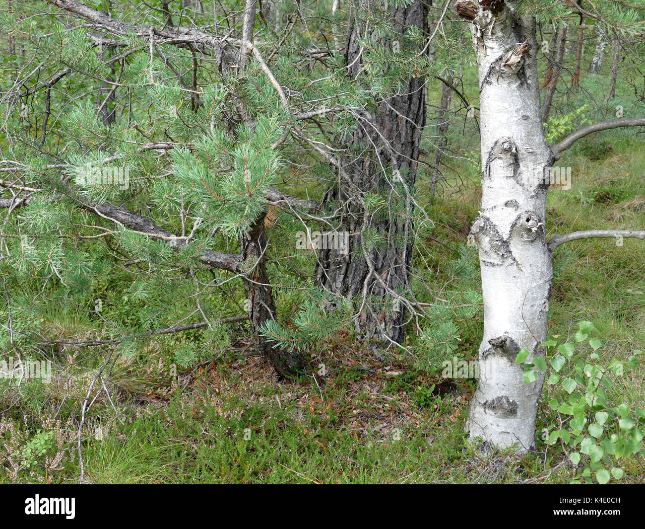 Hairy birch and pitch pine hi-res stock photography and images - Alamy