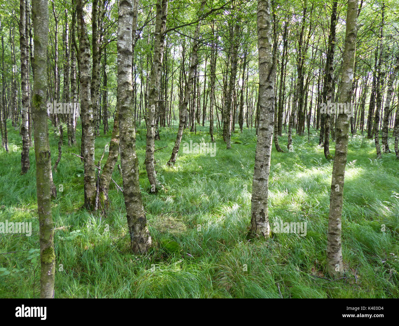 Downy birch trees hi-res stock photography and images - Alamy