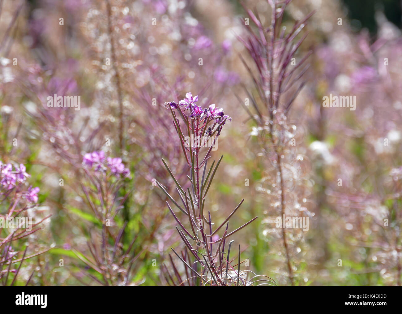 Fading Rosebay Willow Herb Epilobium Angustifolium, Fading, In Rhoen ...