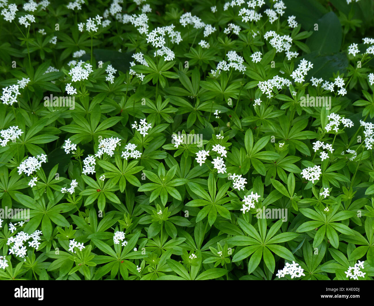 Blooming Sweet Woodruff Stock Photo - Alamy