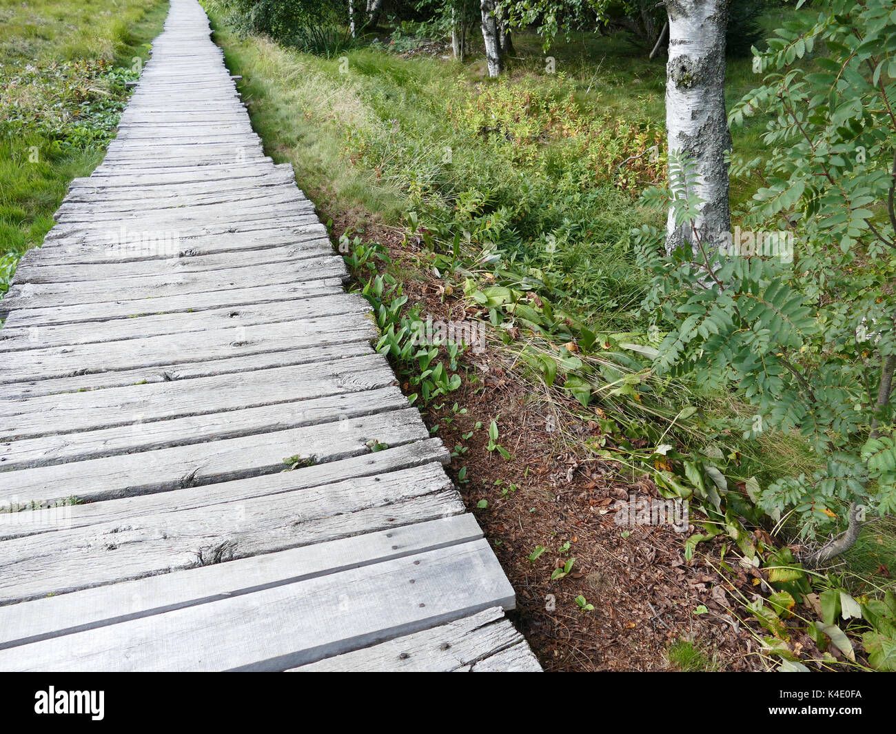 Safe Way Through The Moor, Log Paved Path In The Black Moor, Rhoen ...