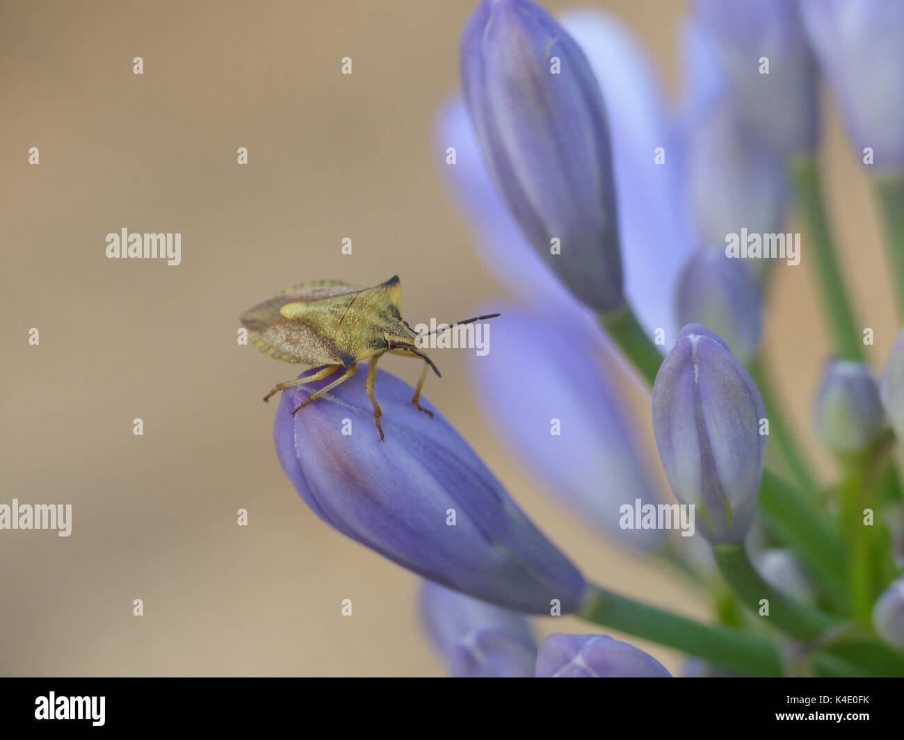 Purple coloration hi-res stock photography and images - Alamy