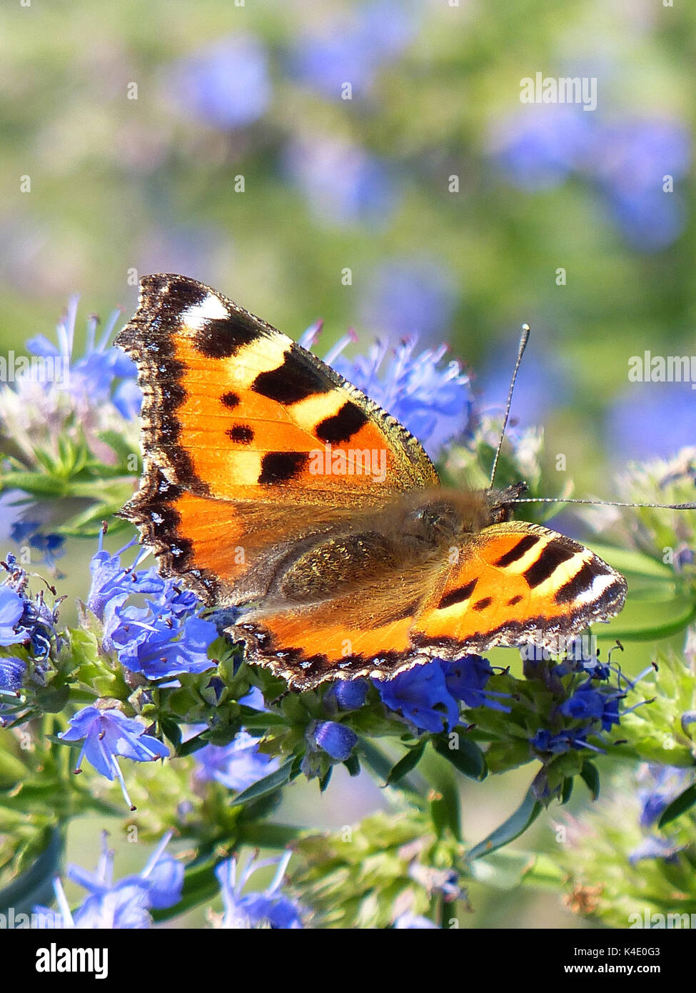 Small tortoiseshells hi-res stock photography and images - Alamy