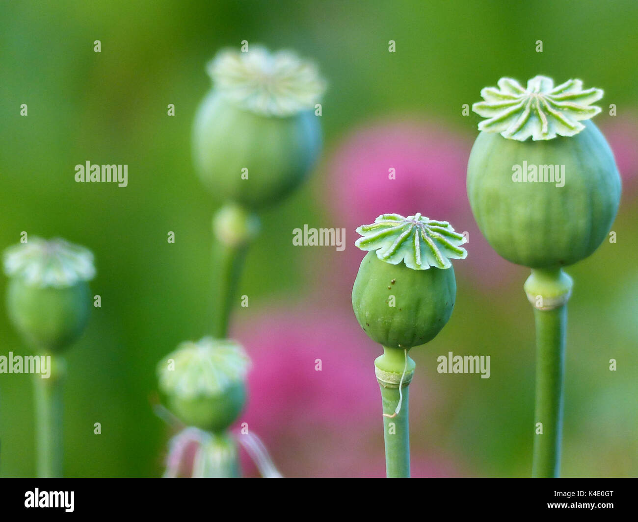 Poppy Capsules Of Withered Poppies, Opium Poppy, Ornamental Version ...