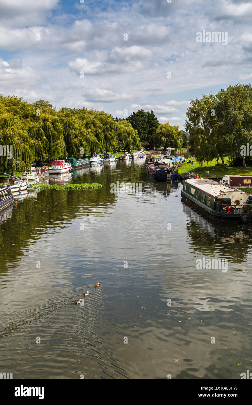 Portrait crop of three mallard ducks on the River Great Ouse in Ely ...