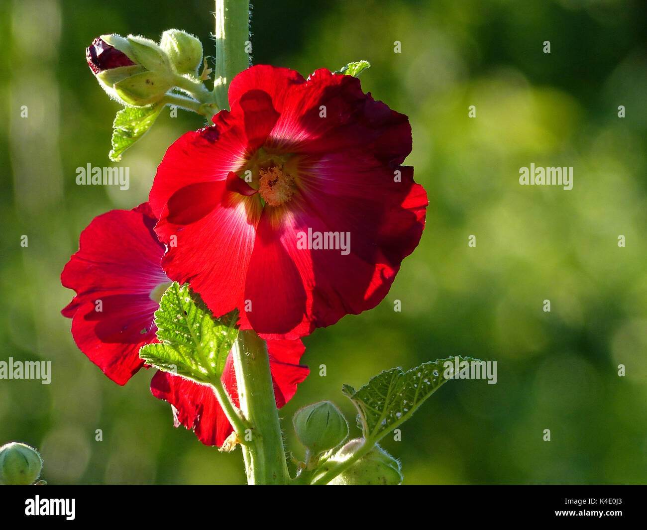 Red Hollyhock Alcea Rosea With Green Background Stock Photo - Alamy