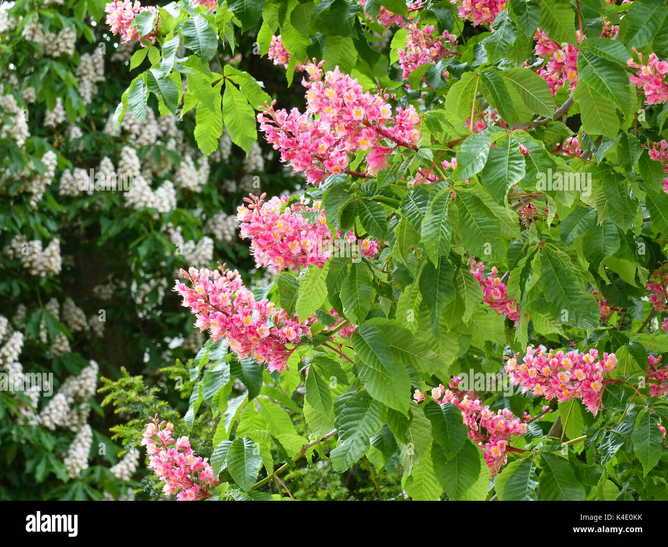 Red flowered chestnut tree hi-res stock photography and images - Alamy