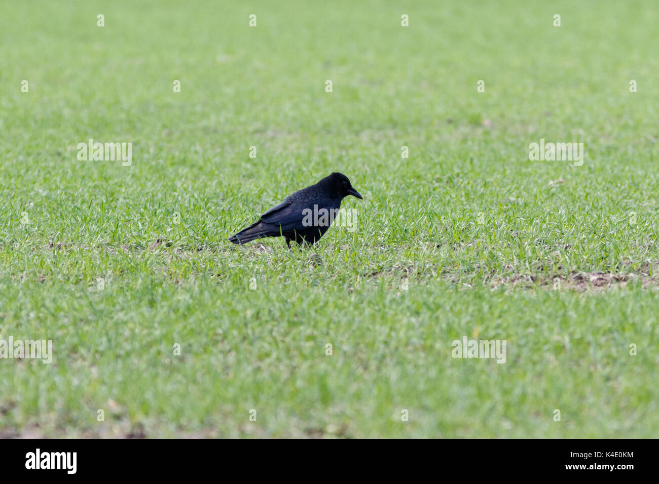Carrion Crow (Corvus corone corone). Landkreis Vechta, Visbek. Germany ...