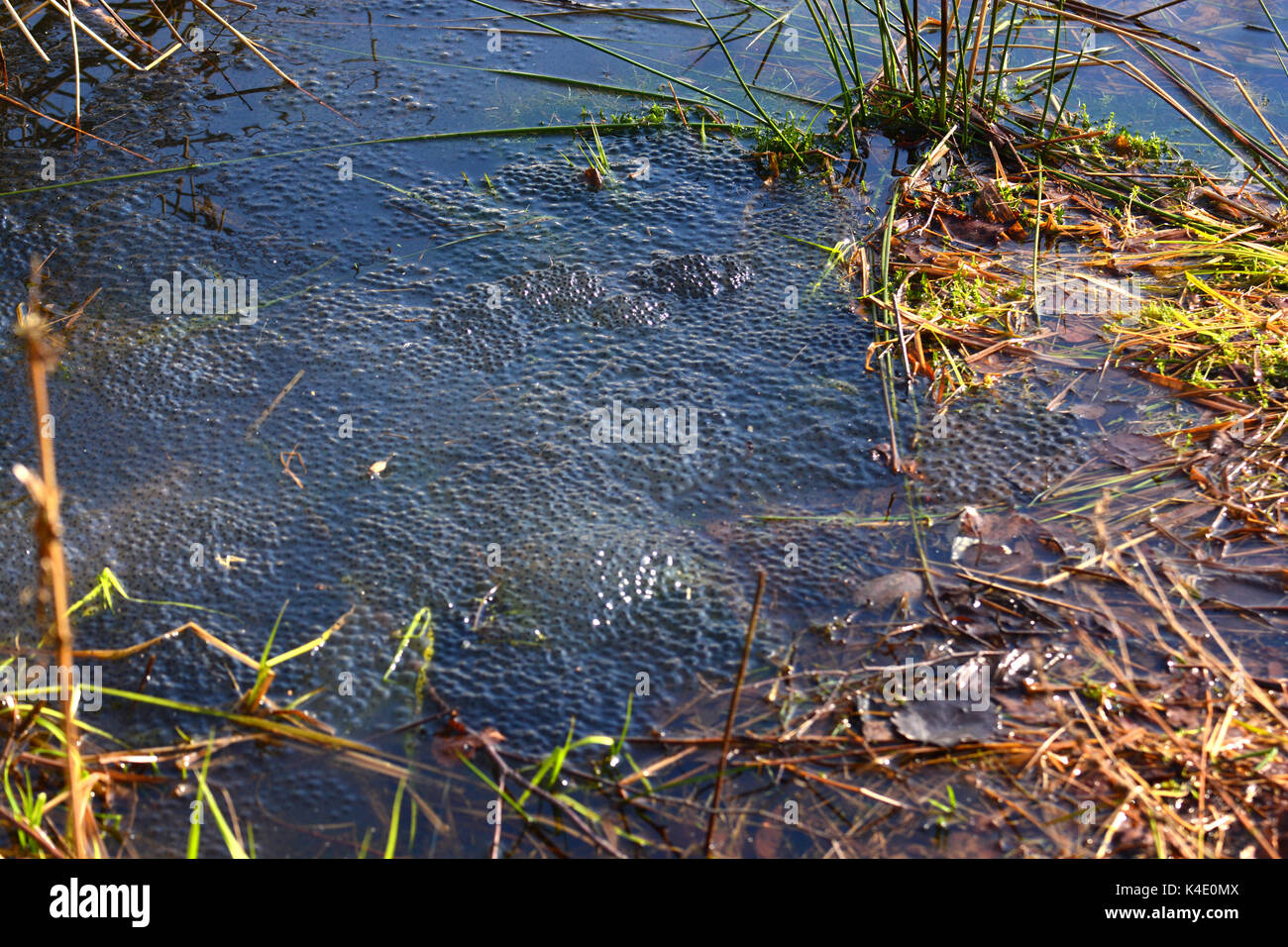 Tusk Frogs Froschlaich Stock Photo - Alamy