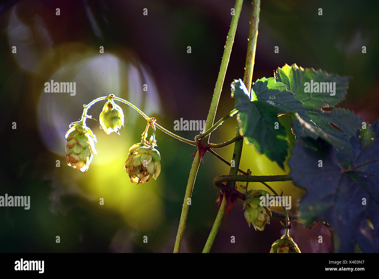 Fence hops hi-res stock photography and images - Alamy