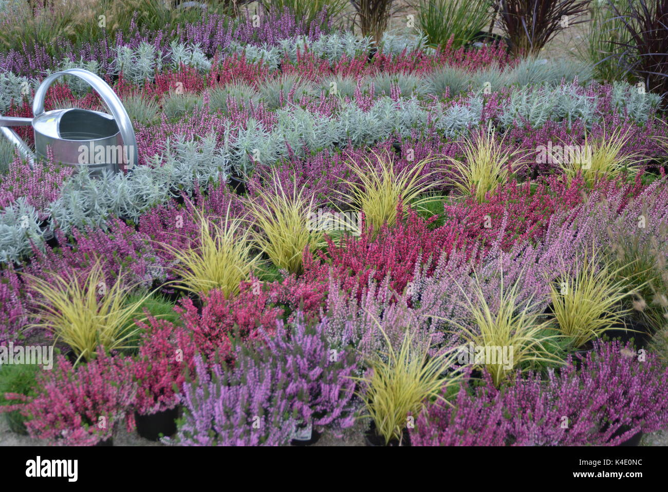 Autumn Heather Plants Stock Photo - Alamy