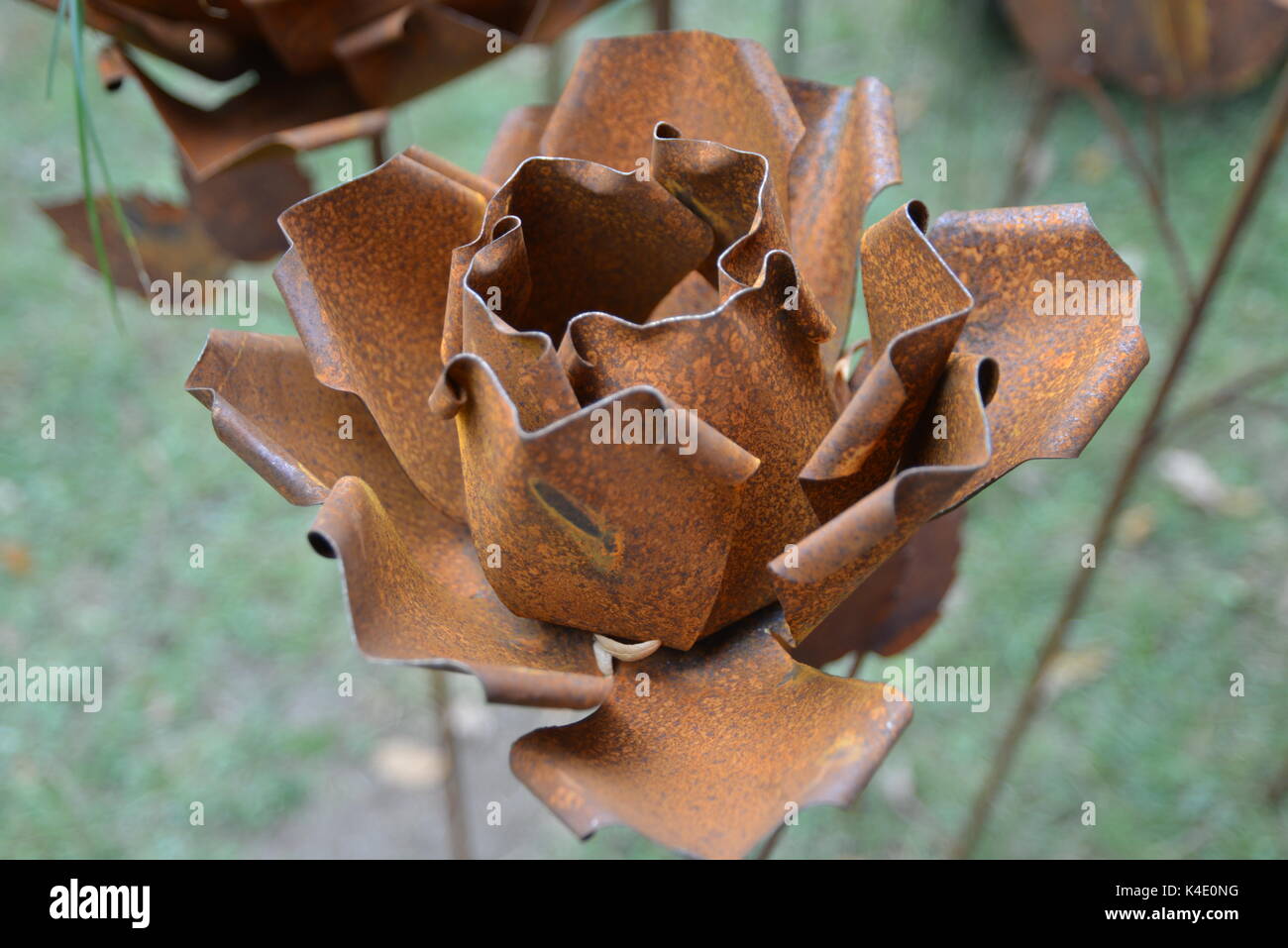 Rose rust hi-res stock photography and images - Alamy