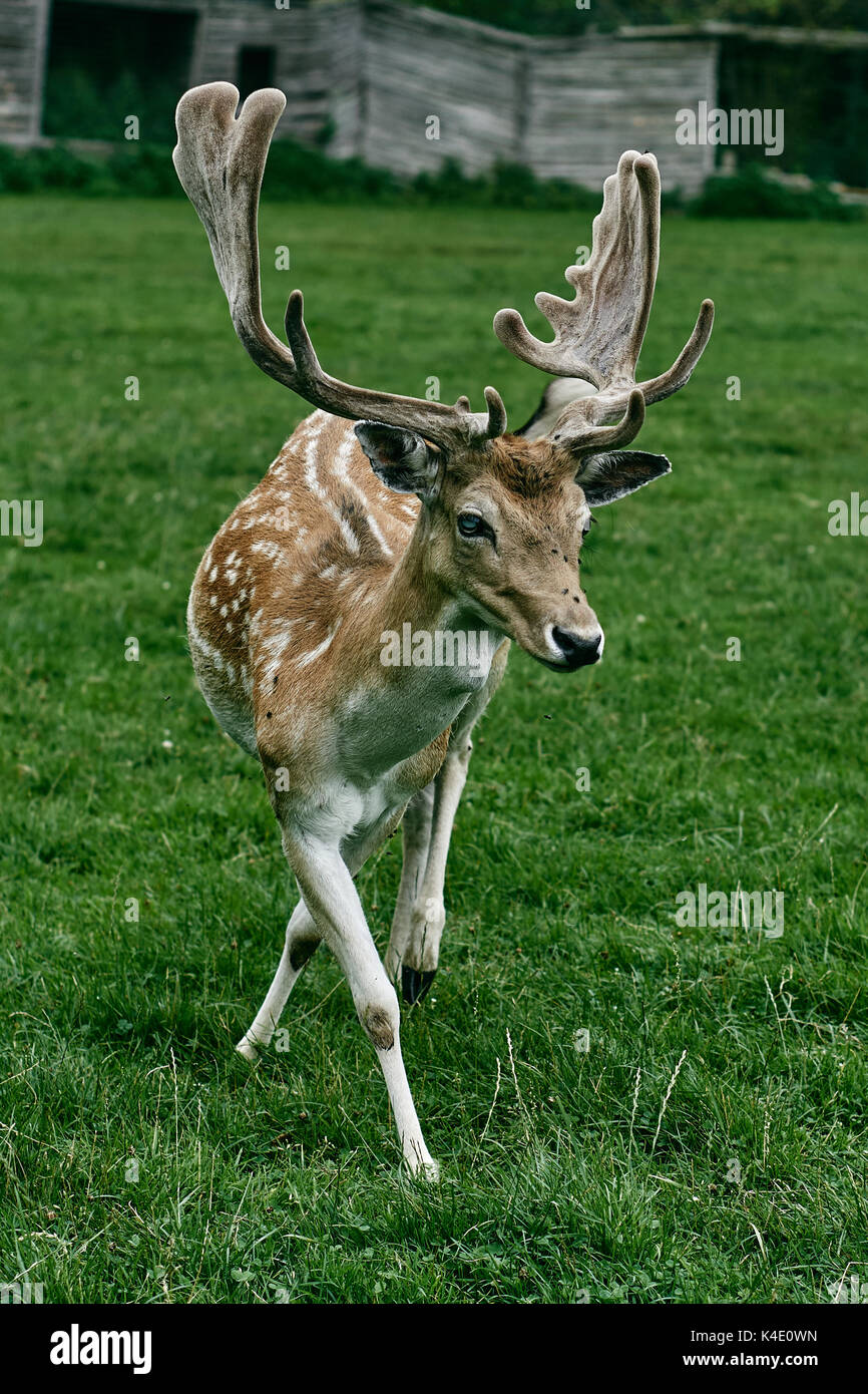 Daniel deer on green grass with crossed legs Stock Photo - Alamy