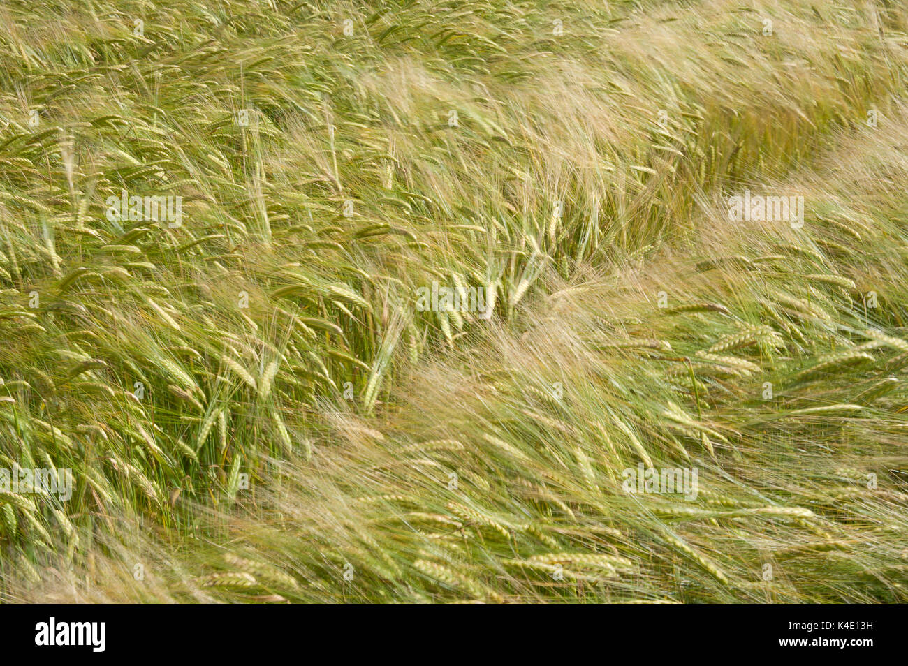 Stalmine hi-res stock photography and images - Alamy