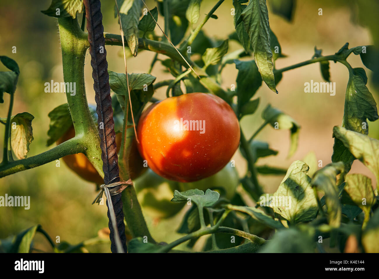 Field of tomato plants hi-res stock photography and images - Alamy
