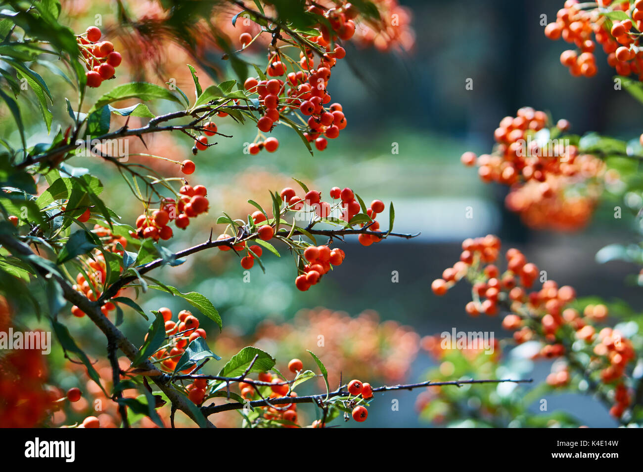 Scarlet firethorn in garden Stock Photo - Alamy