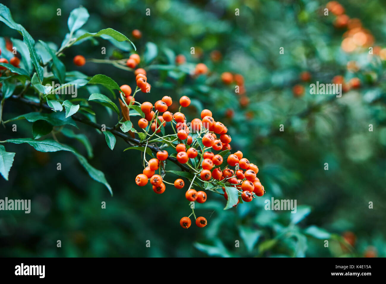 Firethorn pyracantha coccinea fruit hi-res stock photography and images ...