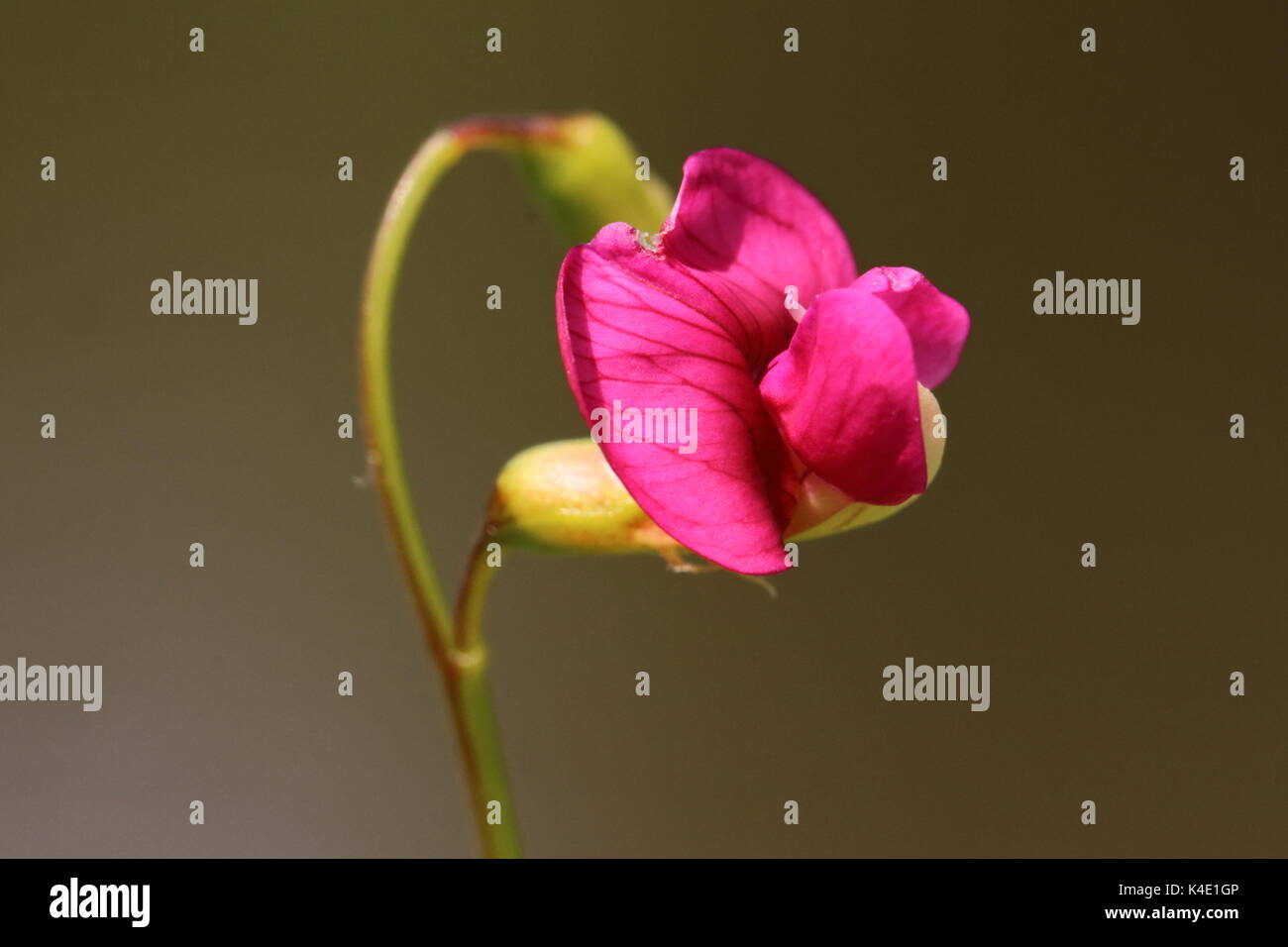 Grass vetchling lathyrus nissolia hi-res stock photography and images ...