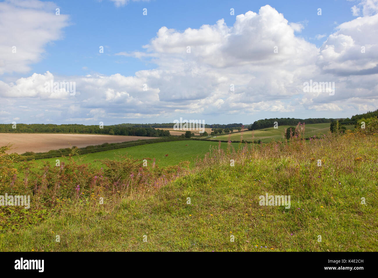 a traditional english landscape with meadows woodland and wildflowers ...