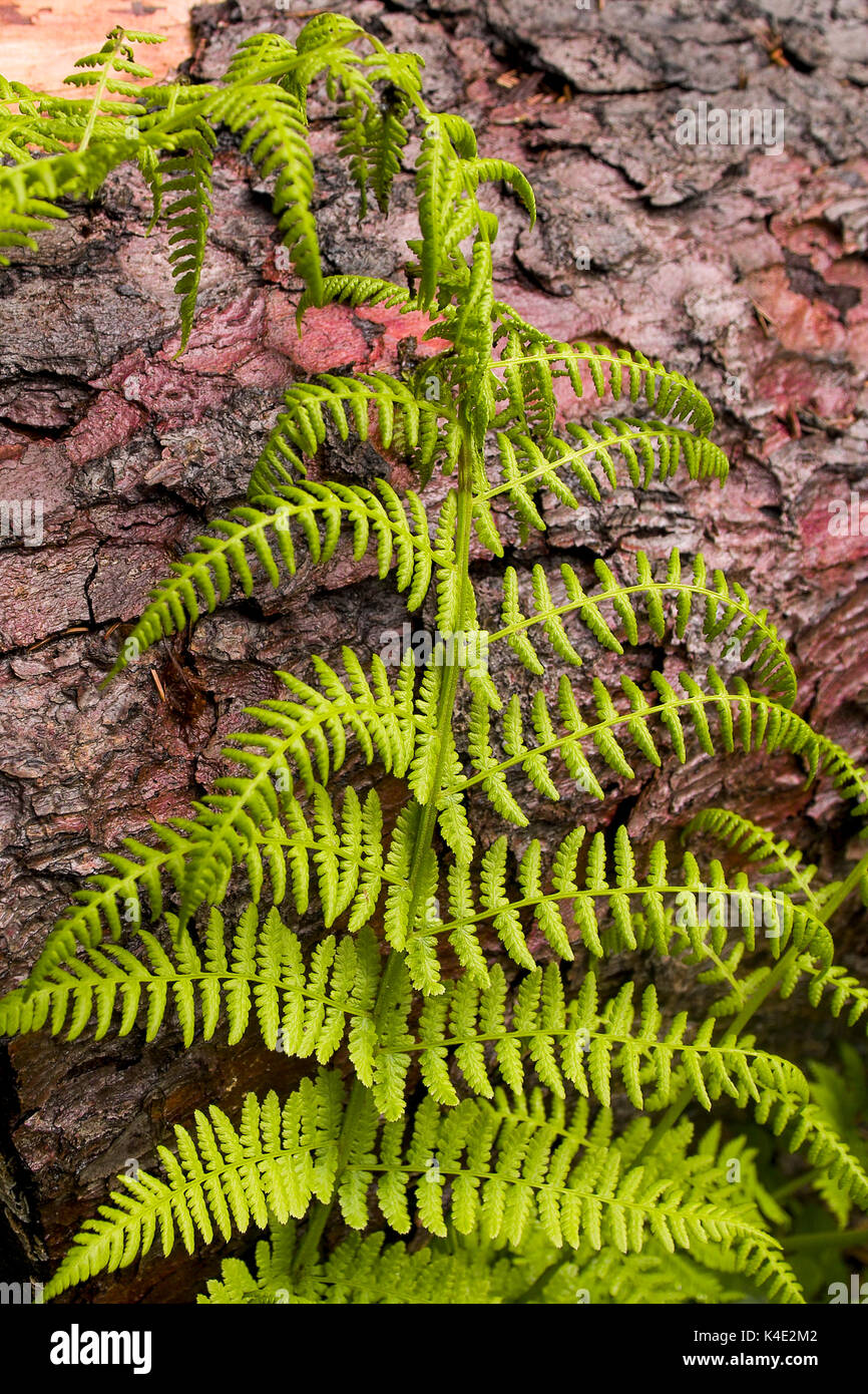 Bracken fern plant hi-res stock photography and images - Alamy