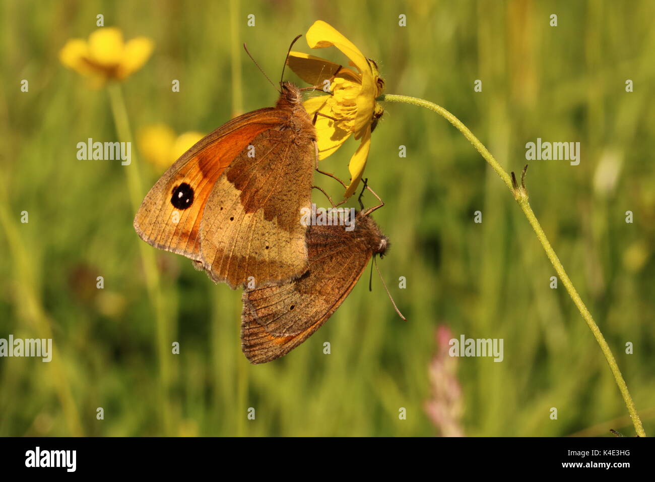 Meadow with butterflies hi-res stock photography and images - Alamy