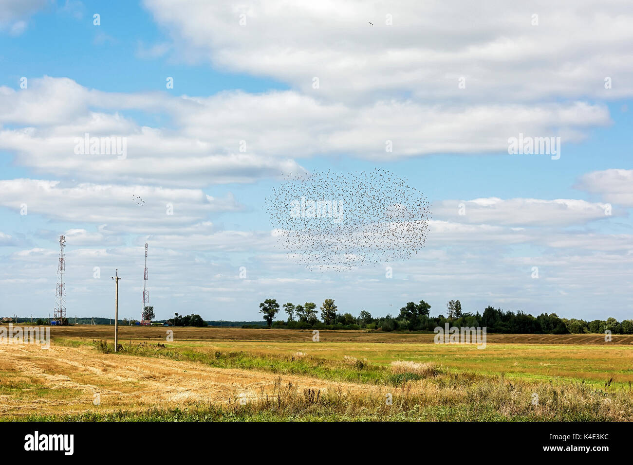 Autumn landscape. Rural field and a large flock of birds in the sky ...