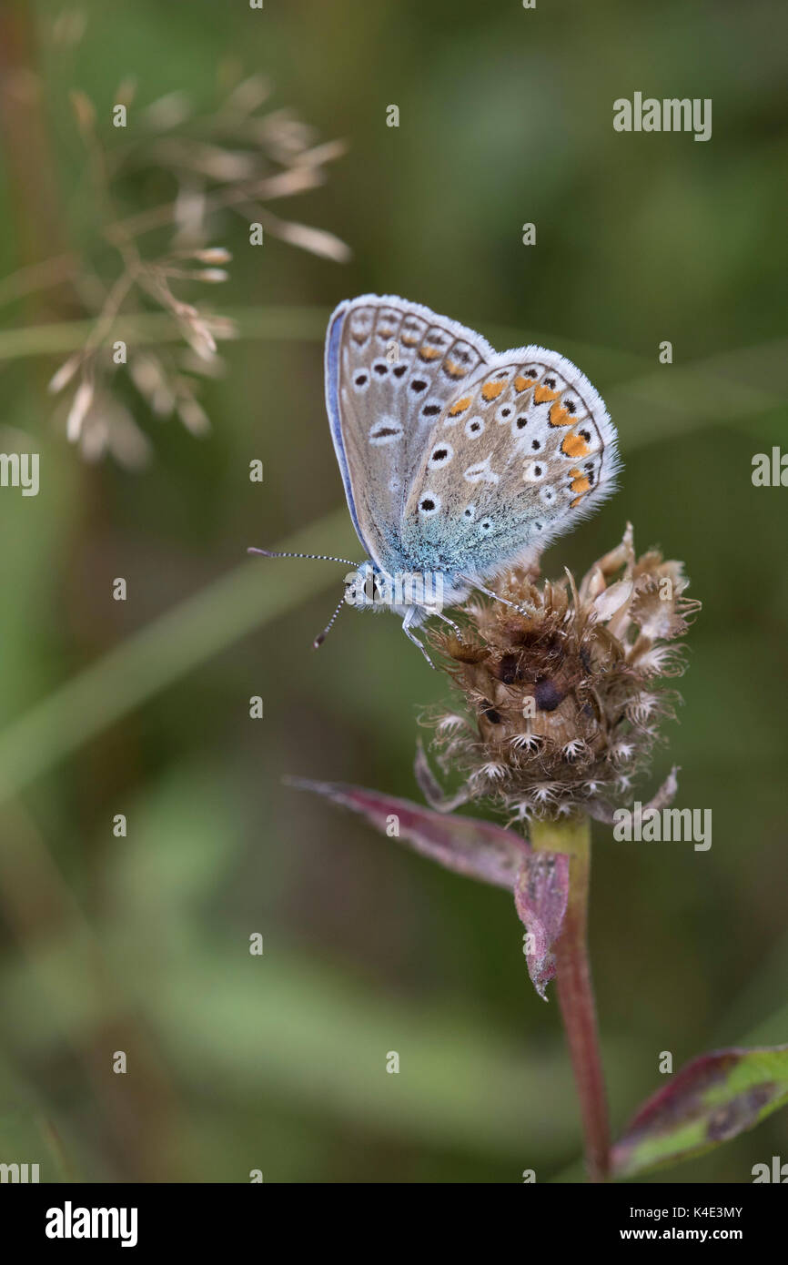 Common Blue Butterfly, Polyommatus icarus, single adult resting on ...