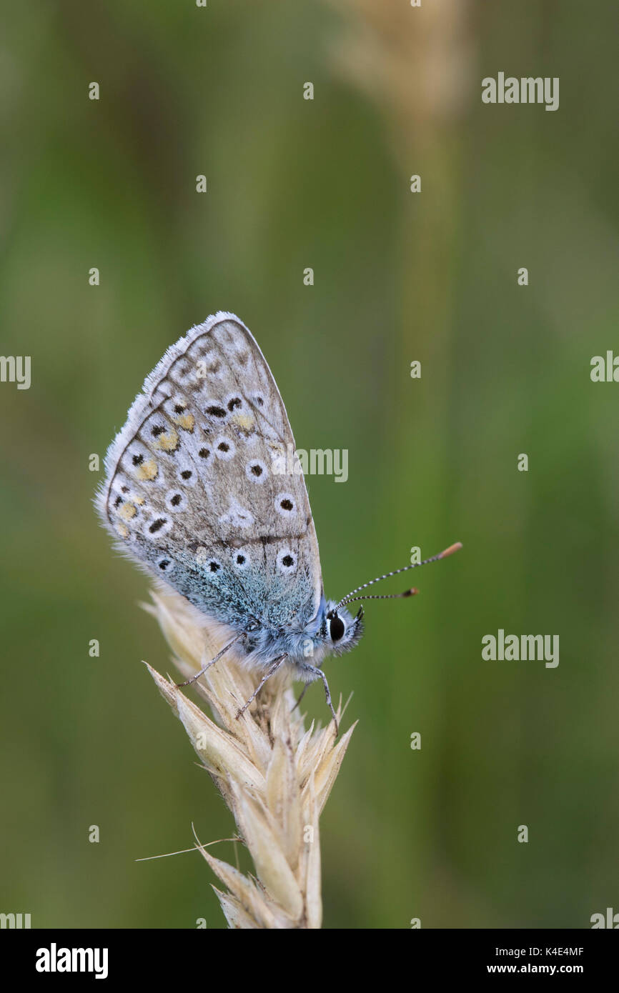 Common Blue Butterfly, Polyommatus icarus, single adult resting on ...