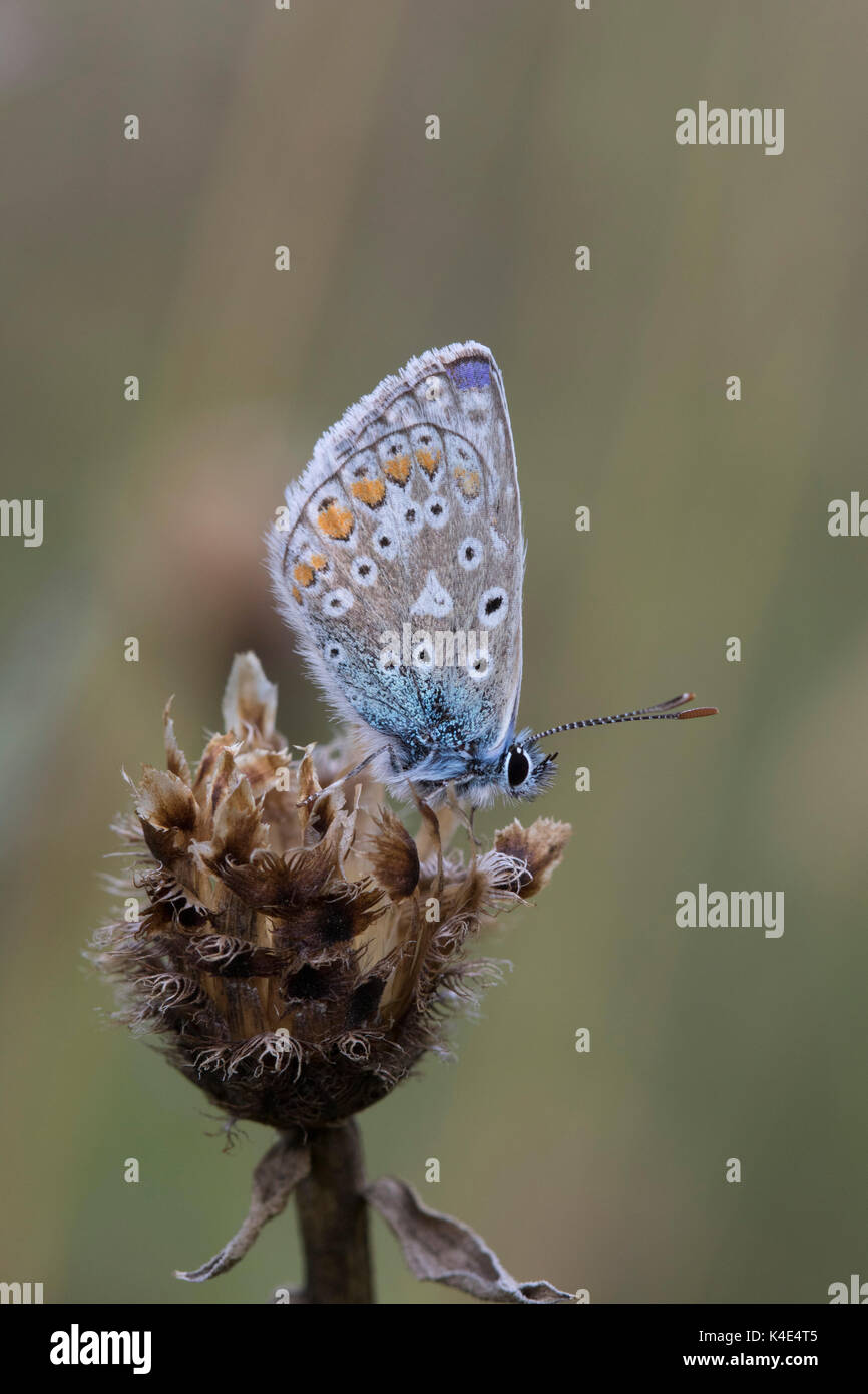 Common Blue Butterfly, Polyommatus icarus, single adult resting on ...